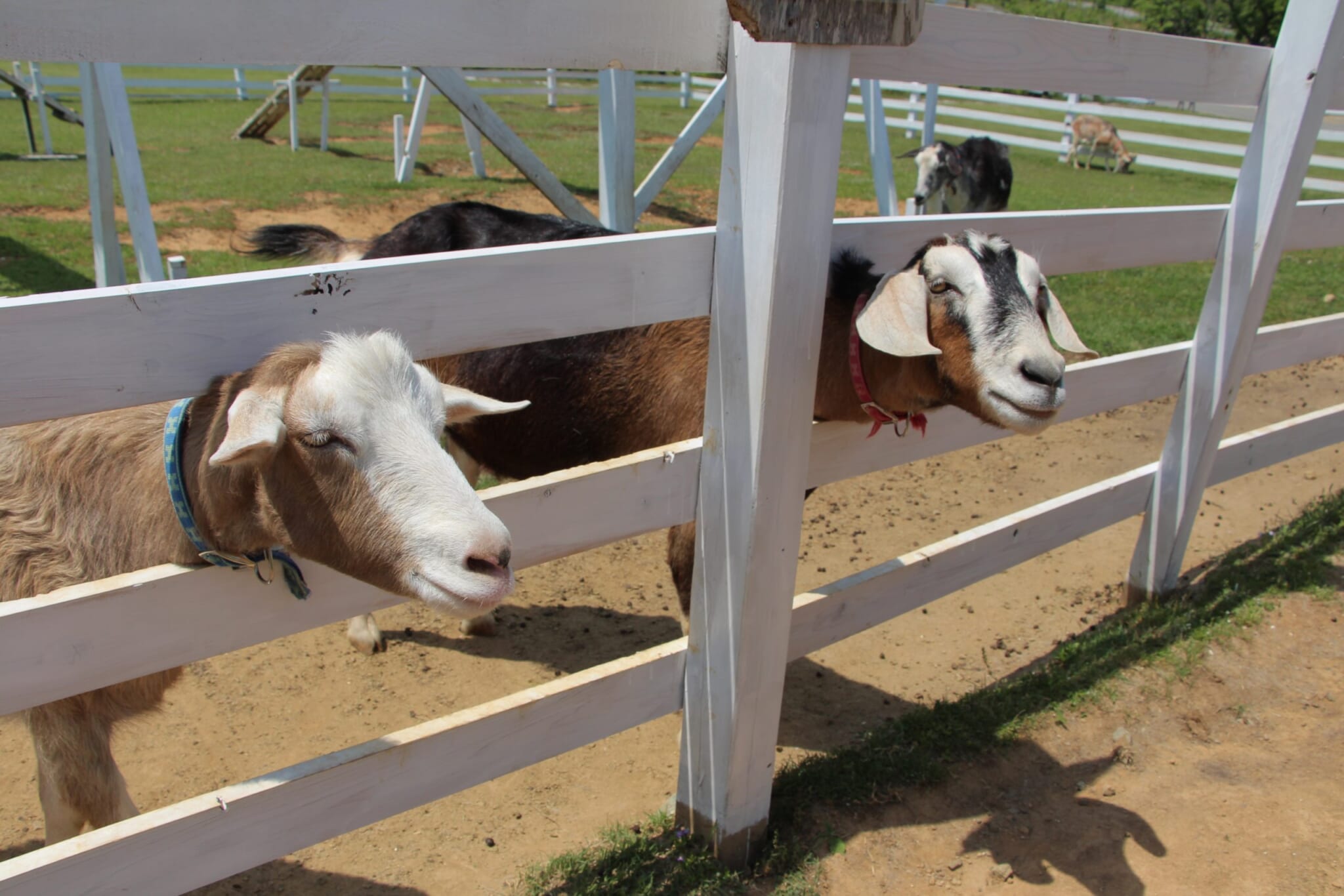 The Best Travel Guide Gujo City | TABITABI Gujo